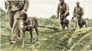 The Petrich Incident: How One Dog Sparked a War in the Balkans ...